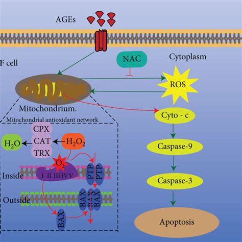 Mechanisms Of AGEs Induced Apoptosis Of AF Cells Through Mitochondrial
