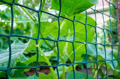 5 Indeterminate Tomato Trellis Ideas For Your Garden The Real Gardener
