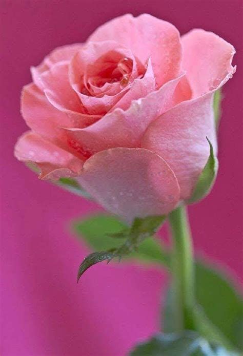 الرمثا صفحة مشرقة اﻟﺤﻴﺎﺓ ﻓﻨﺠﺎﻥ ﻗﻬﻮﺓ ﻣﺮ ﻭ ﺍﻷﺷﻴﺎﺀ ﺍﻟﺠﻤﻴﻠﻪ