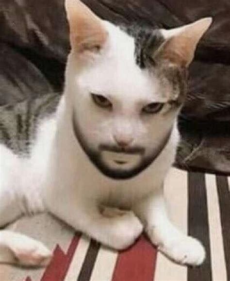 Angry Cat Blank Template Imgflip