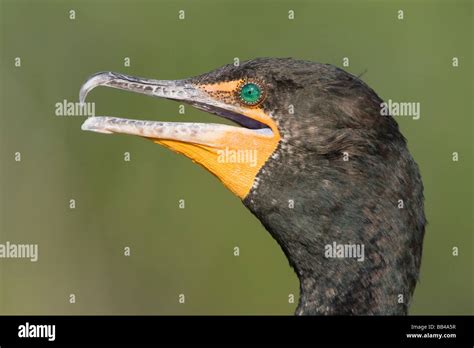 Double Crested Cormorant Stock Photo Alamy