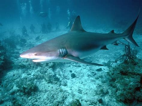 Shark Universe