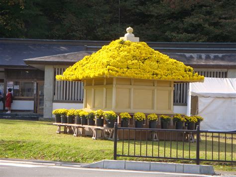 お知らせ 古都ひらいずみガイドの会 中尊寺 菊まつり開催中
