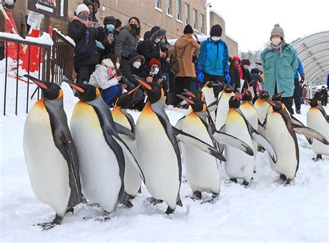 よちよち行進かわいい旭山のペンギン 北海道新聞 旭川支社 ななかまど