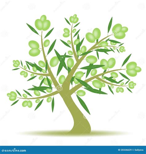 Olive Tree Stock Vector Illustration Of Decoration Foliage 20336629