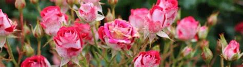 What Is Genetic Diversity Examples Threats Conservation