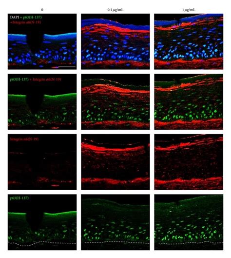 Confocal Microscopic Examination Of Skin Equivalents A The Number Of
