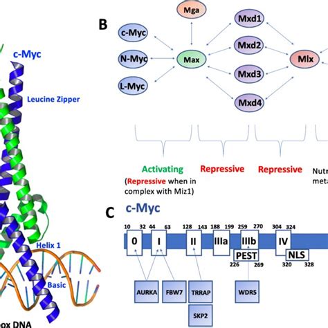 Small Molecule Inhibitors Of C Myc A Iia6b17 [73] B 10058 F4 [76] C Download Scientific