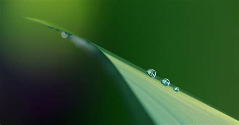 Shallow Depth Of Field Photo Contest