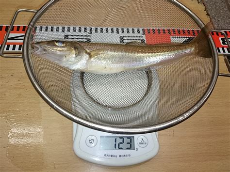 大型シロギス27 5cm＆25cm出ました！ エサの釣り王