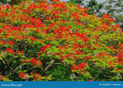 Peacock Flowers On Tree Stock Image Image Of Botanical 15432817