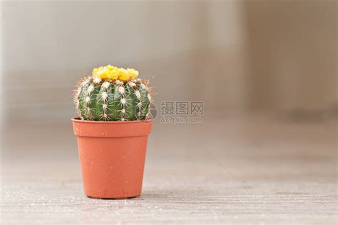 小仙人掌工厂植物学室内装修荆棘植物装饰品盆栽尖刺高清图片下载 正版图片320692774 摄图网