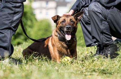 Vorfall in Hessen Mann beißt bei Einsatz Polizeihund Panorama