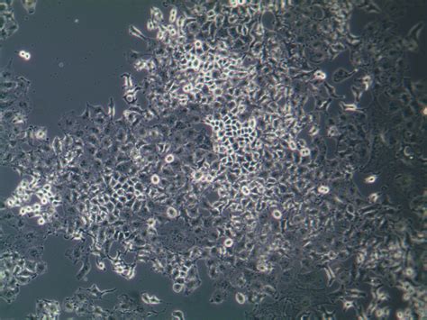 Cell Morphology And Arrangement