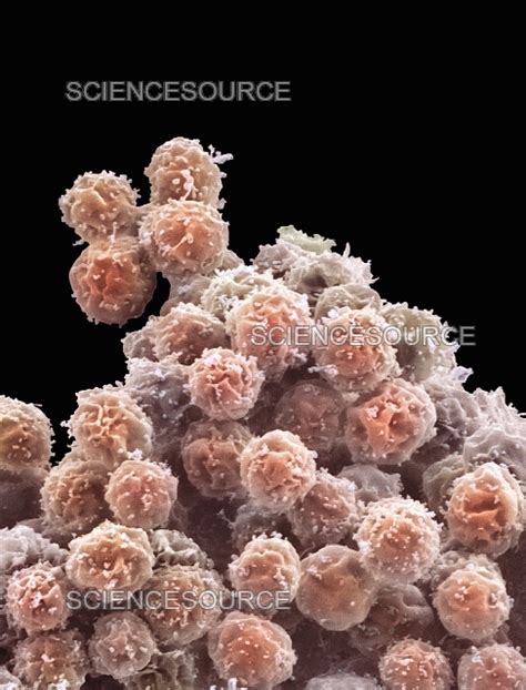 Fetal Blood Stem Cells Sem Stock Image Science Source Images