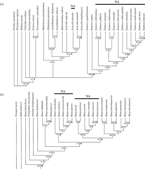 Phylogenetic Relationships Among A Scincid Lizards And B Ranid