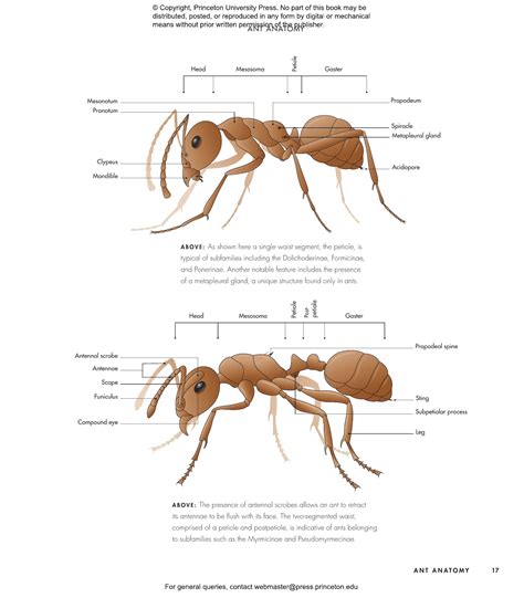 Ants A Visual Guide Veldshop Nl
