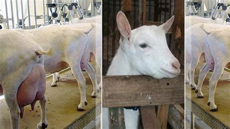 მე თხევეობა მე თხევეობა Facebook