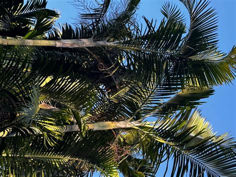 Need Some Help Identifying Palms Discussing Palm Trees Worldwide
