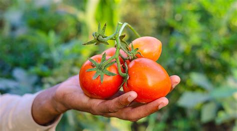Tomaten Sneller Laten Rijpen Dat Kan Met Deze Trucjes MAX Vandaag