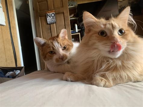 The Grumpy Old Man And His Annoying Little Brother 🧡 Roneorangebraincell