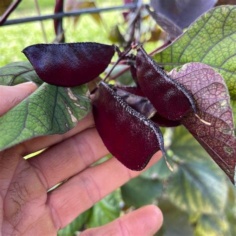 Ruby Moon Hyacinth Bean Revival Seeds