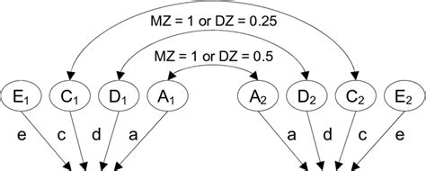 Path Diagram For A Univariate Twin Model The Additive A And