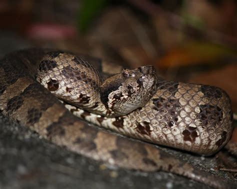Ryukyu Island Pit Viper Facts Diet Habitat And Pictures On Animaliabio
