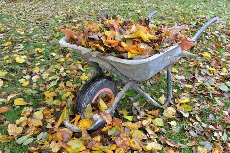 Doit On Vraiment Ramasser Les Feuilles Mortes à Lautomne