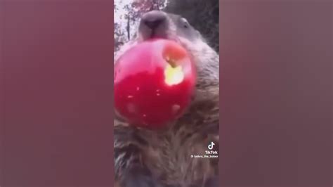 Bobro The Bober Youtube