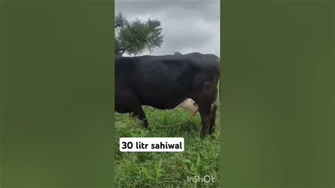 राम राम सारे भाया ने आम पशु प्रेमी के घर से आपके लिए 30 लीटर वाली