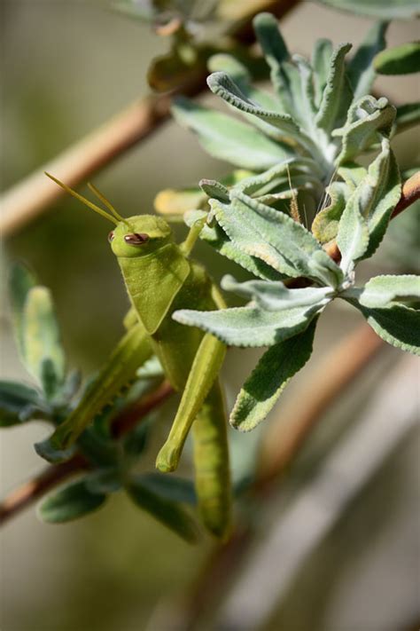 Green Bird Grasshopper