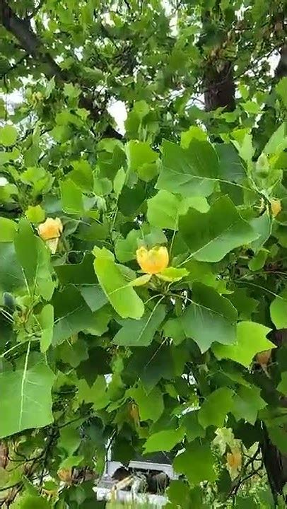 튤립나무liriodendron Tulipifera Youtube