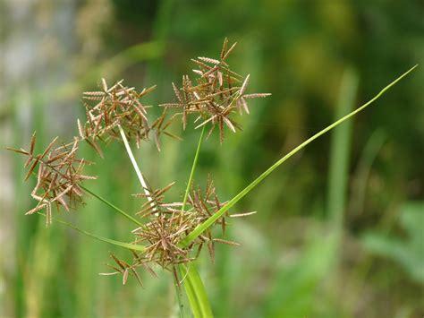 6 Effective Nutgrass Killers Bto Guide