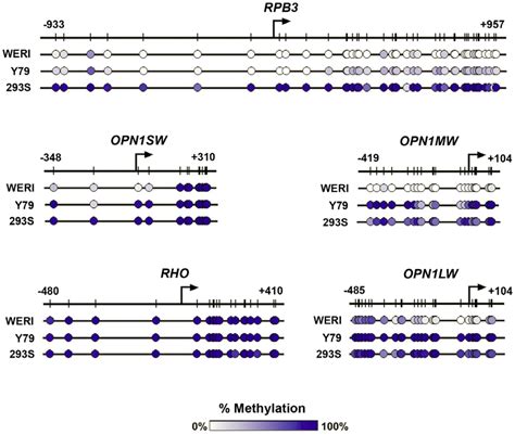 Dna Hypomethylation Correlates With Expression Of Human Download