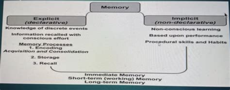 Neuro Memory Flashcards Quizlet