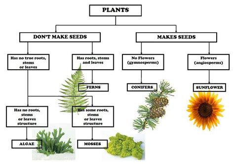 Plant Classification Explore Different Types Of Plants