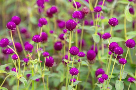 25 Facts About Gomphrena