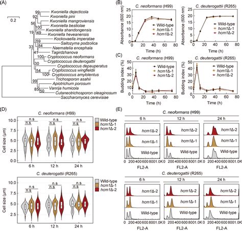 Hcm1 Is Not Involved In Cell Cycle Regulation Download Scientific