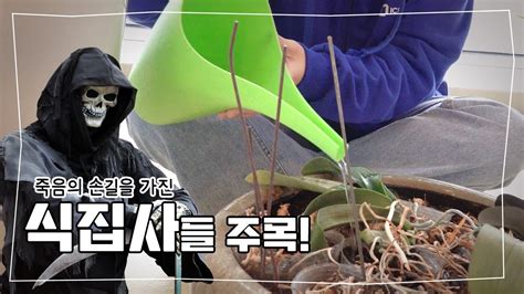 화분 쉽게 키우는 방법 L 스마트 화분 만들기 L 전국의 식집사들의 It아이템 Youtube