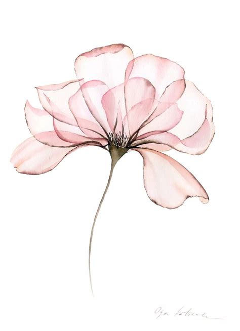 Pin By Rosa Rosa On Pintar Flower Drawing Watercolor Flowers