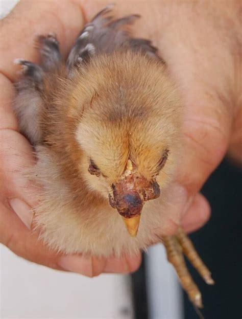 10 Symptoms Of Poultry Diseases How To Make Early Diagnosis › Kukufarm
