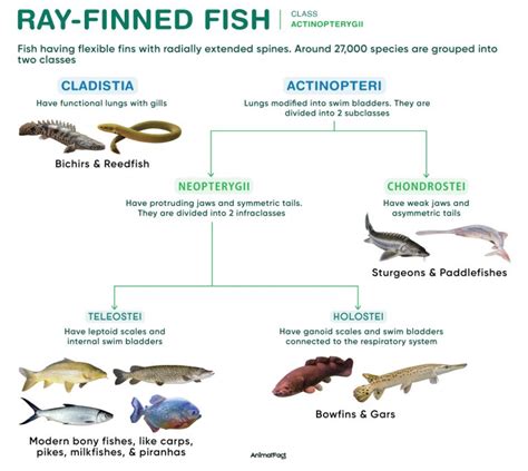 Ray Finned Fish Examples Characteristics Evolution And Picture