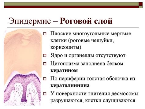 Кожа Железы кожи волосы ногти презентация онлайн