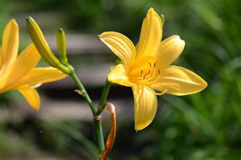 ニッコウキスゲ 花図鑑 五十音順 花図鑑 白馬五竜高山植物園