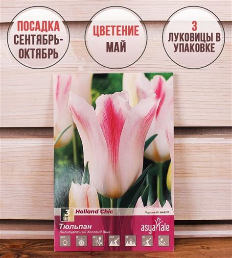 Купить Тюльпан Холланд Шик (3) недорого по цене 165руб.|Garden-zoo.ru
