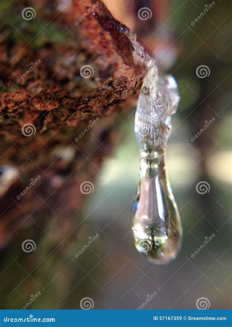 Tree Sap Stock Image Image Of Garden Flower Close