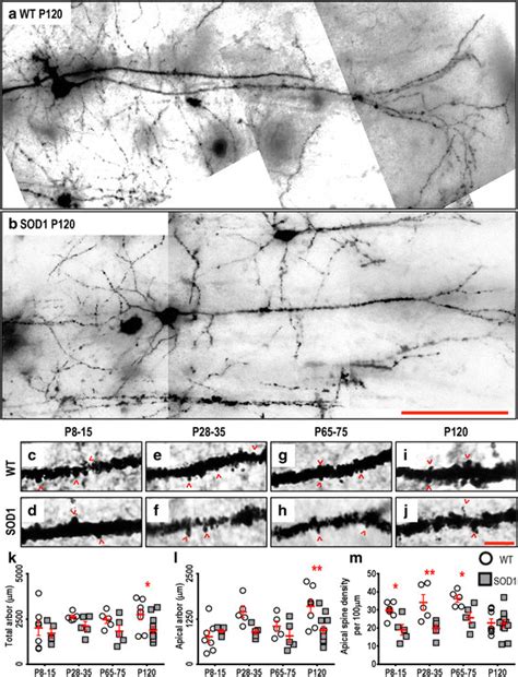 Decreased Dendritic Arbors Of Sod1 Lii Iiipns Within The Motor Cortex Download Scientific