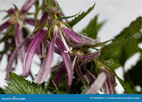 Spotted Bellflower Campanula Punctata Stock Image Image Of Blossom