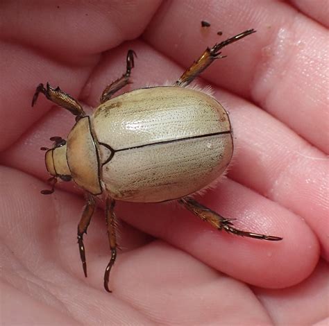 Goldsmith Beetle From Agate Beach The Backyard Arthropod Project
